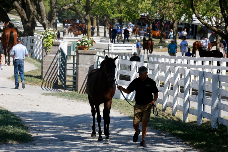 Study in contrasts: Racing, breeding shine in Kentucky as sport dims ...