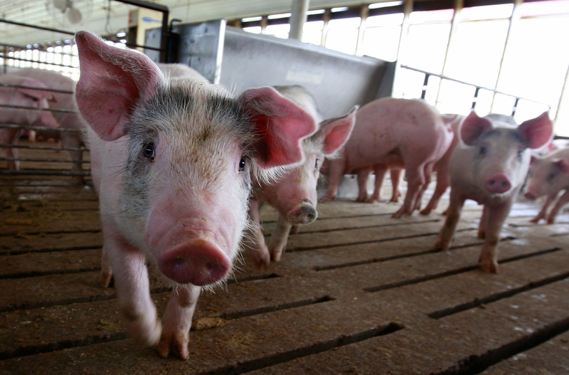 18 years and counting: EPA still has no method for measuring CAFO air ...