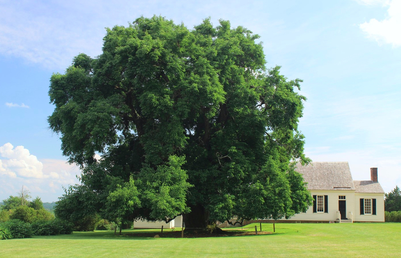 Documenting and preserving Virginia’s largest, most revered trees ...