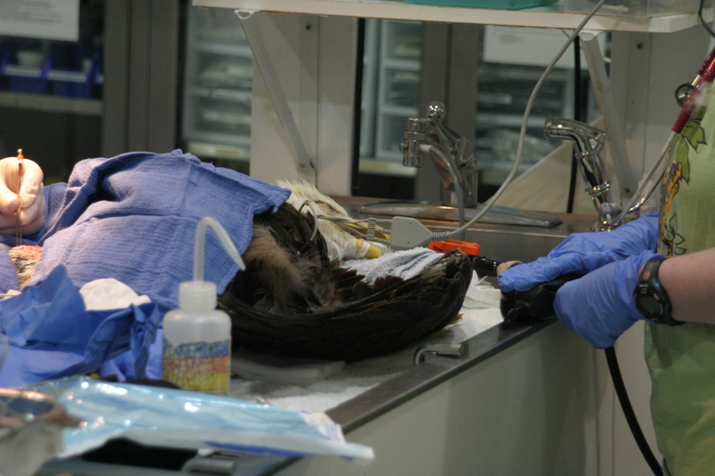Va. officials celebrate the bald eagle’s comeback and centuries as ...
