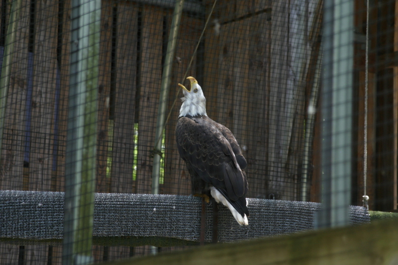 Va. officials celebrate the bald eagle’s comeback and centuries as ...