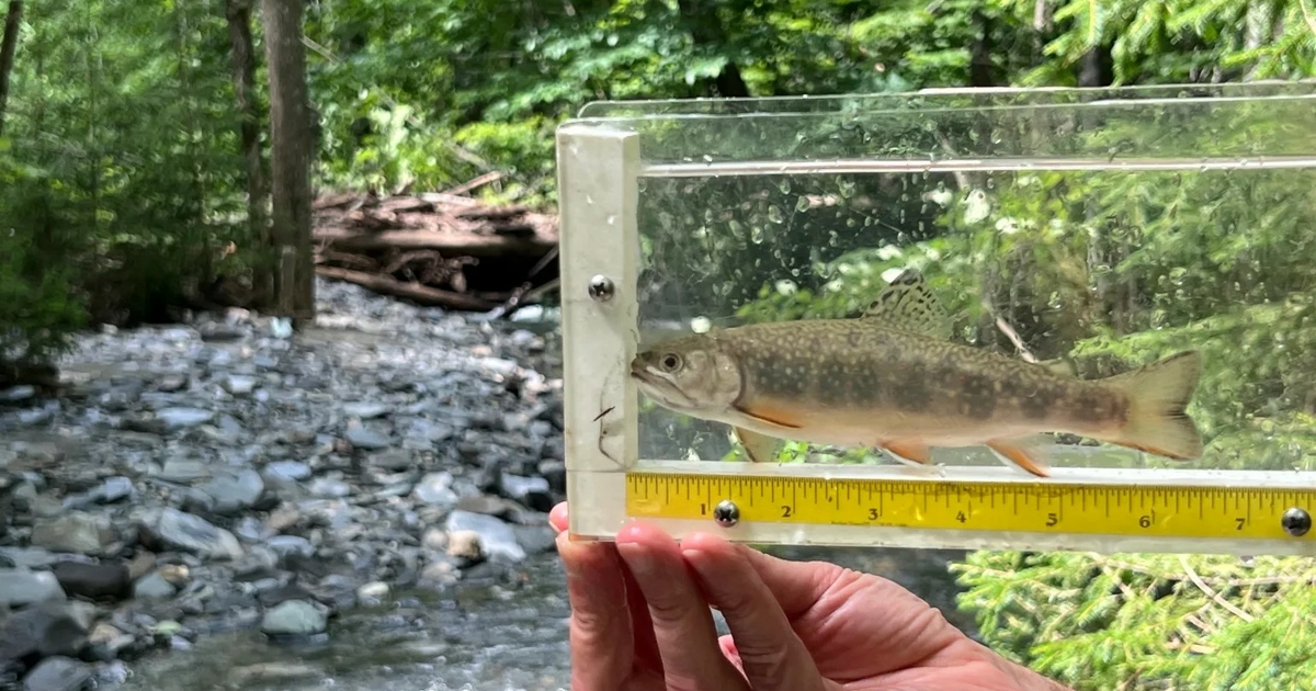 ‘Pretty substantial declines’: Wildlife scientists estimate impact of ...