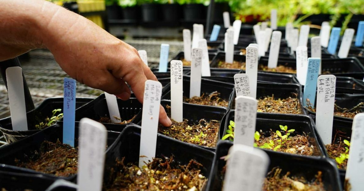 Lack Of Native Seeds Spurs Federal Plan To Replant Fire-Loving Invasive ...