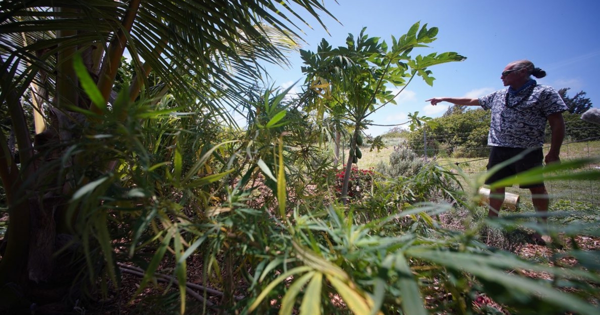 Hawaiʻi Hemp Growers Say New State Rules Will Put Them Out Of Business ...
