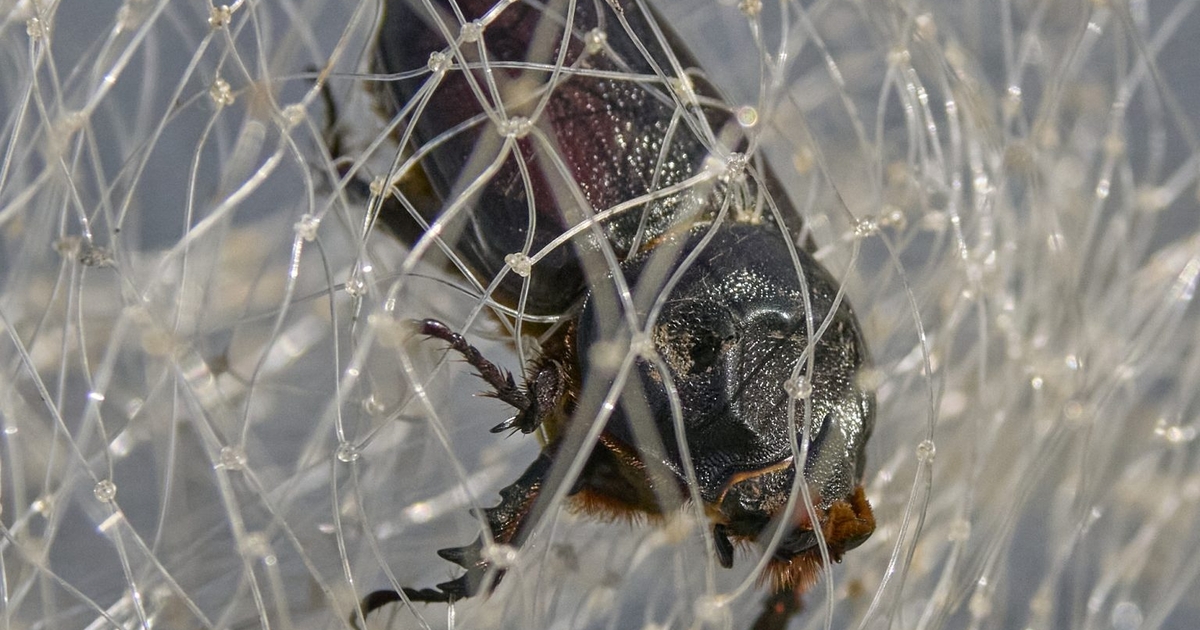 Invasive Beetles Are Overrunning Oʻahu. Could New Methods Offer Relief ...