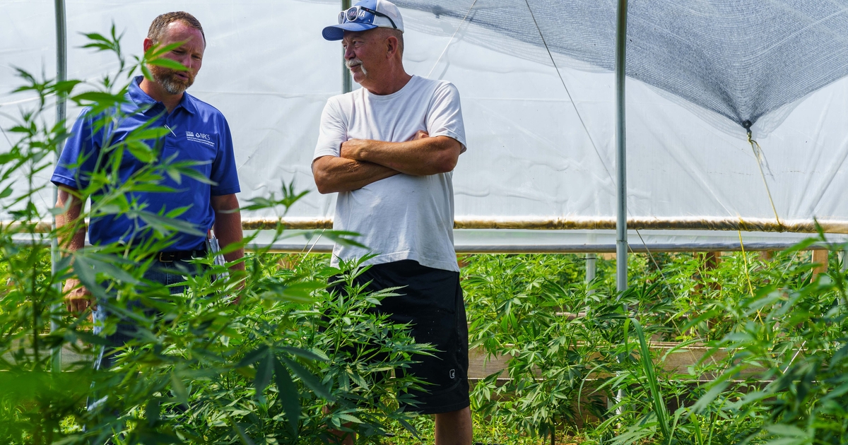 Hemp growers, retailers targeted in section of government shutdown ...