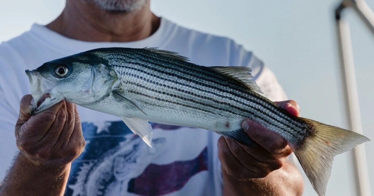 Maryland plan to lift fishing ban on spawning striped bass stirs debate ...