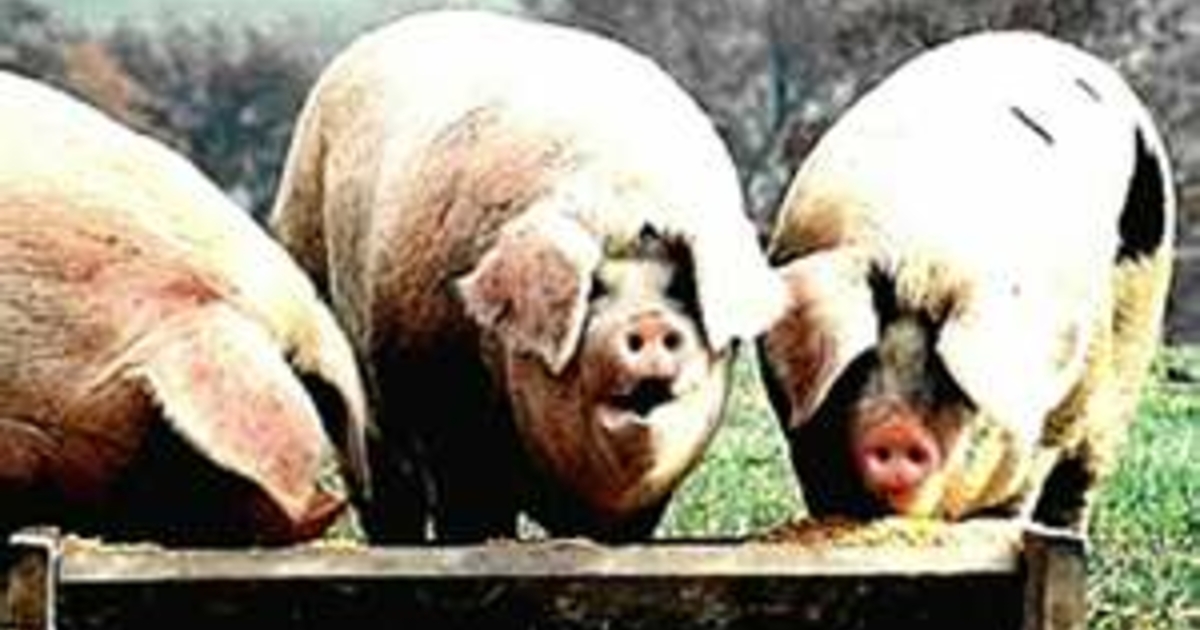 Hogs at the trough | News From The States