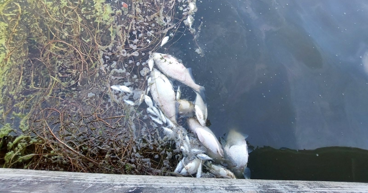 ‘A large decaying red mass’: Fish kills, algal blooms increasing in NC ...
