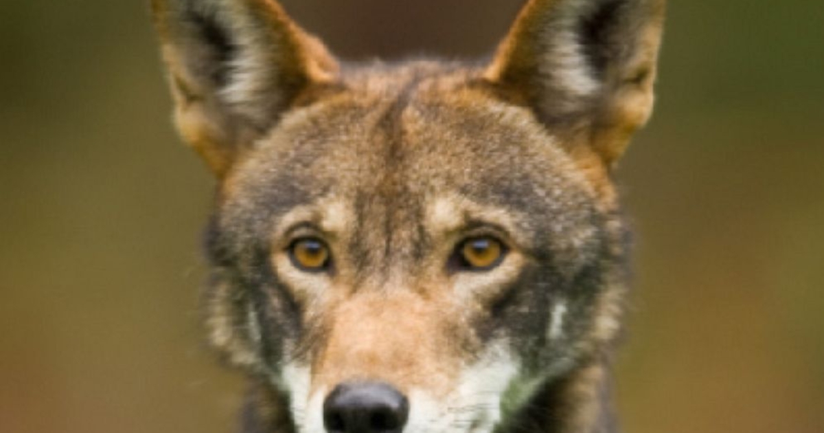 Foushee, Murphy introduce resolution to protect North Carolina’s ...