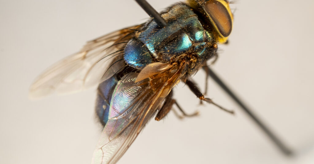 Flesh-eating screwworms head for American livestock | News From The States