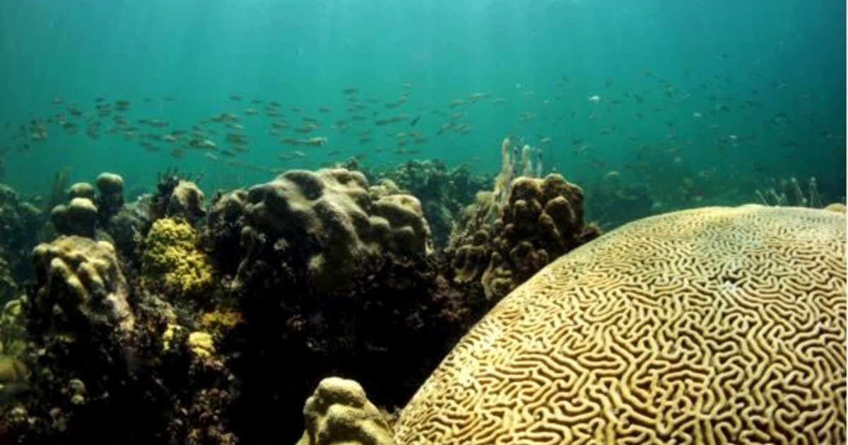 Rescue mission for Florida’s dying corals — a national treasure ...