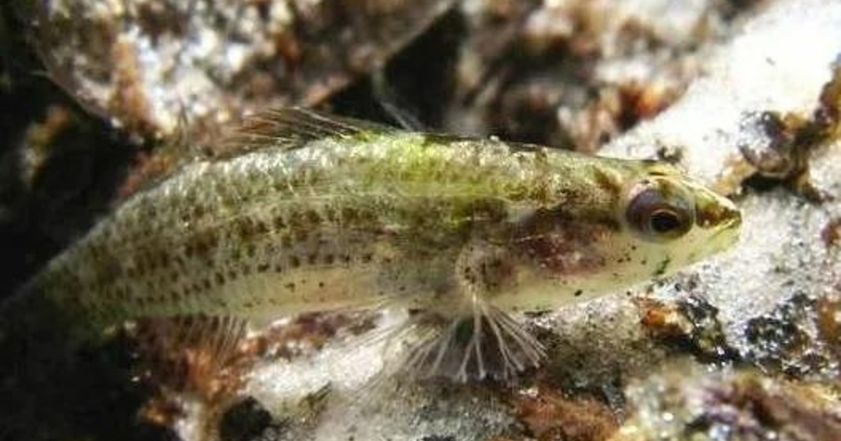 Rescue of Florida’s endangered Okaloosa darter is quite a fish tale ...