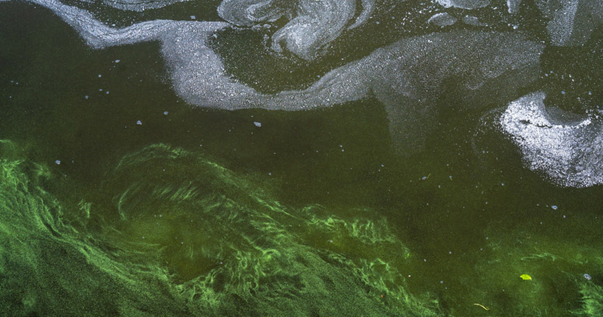 Using chemicals to treat Florida’s algae bloom problem is like taking ...