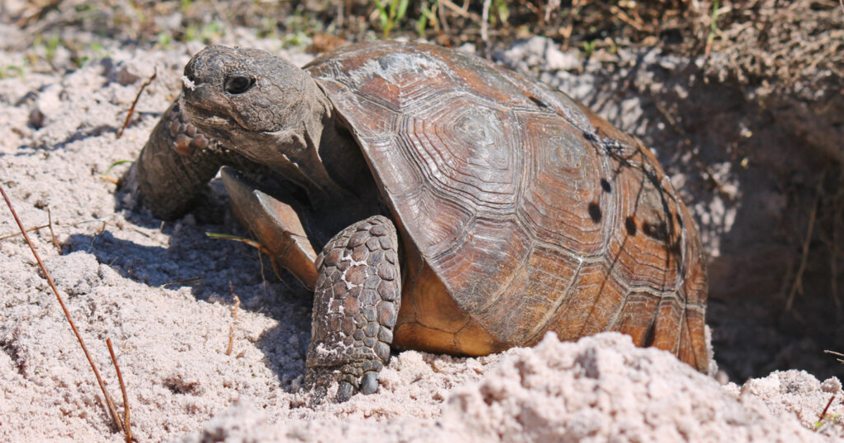 New Florida organization touts help for gopher tortoises while it helps ...