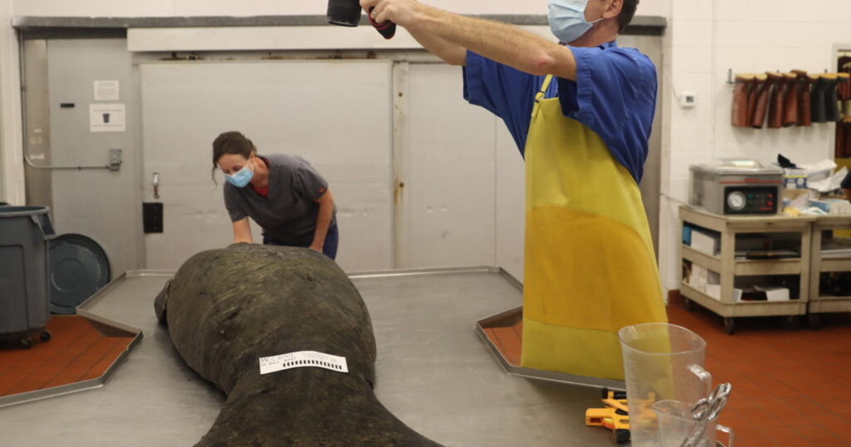 Judge finds manatee die-off proves Florida broke endangered species law ...