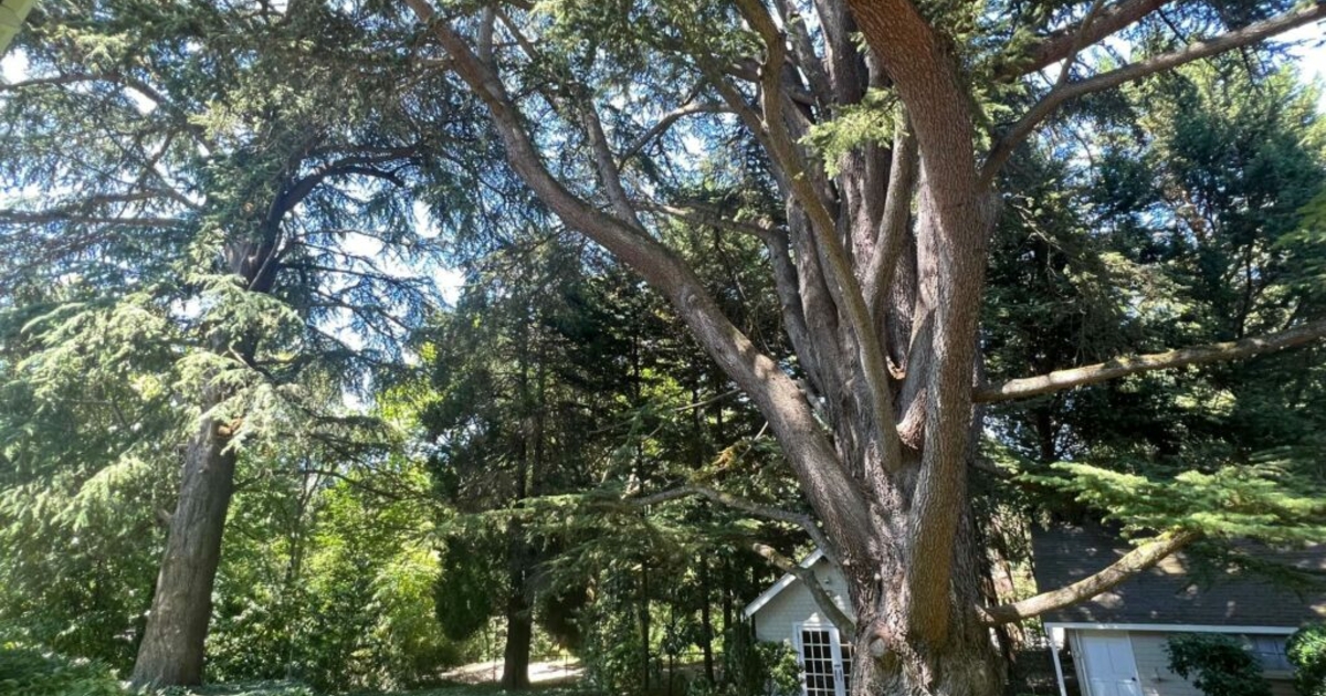 How developers helped shape Seattle’s controversial tree protection ...