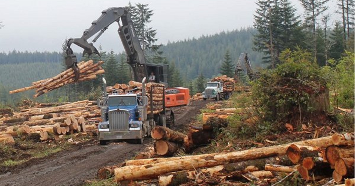 New WA lands commissioner orders pause on logging sales for some older ...