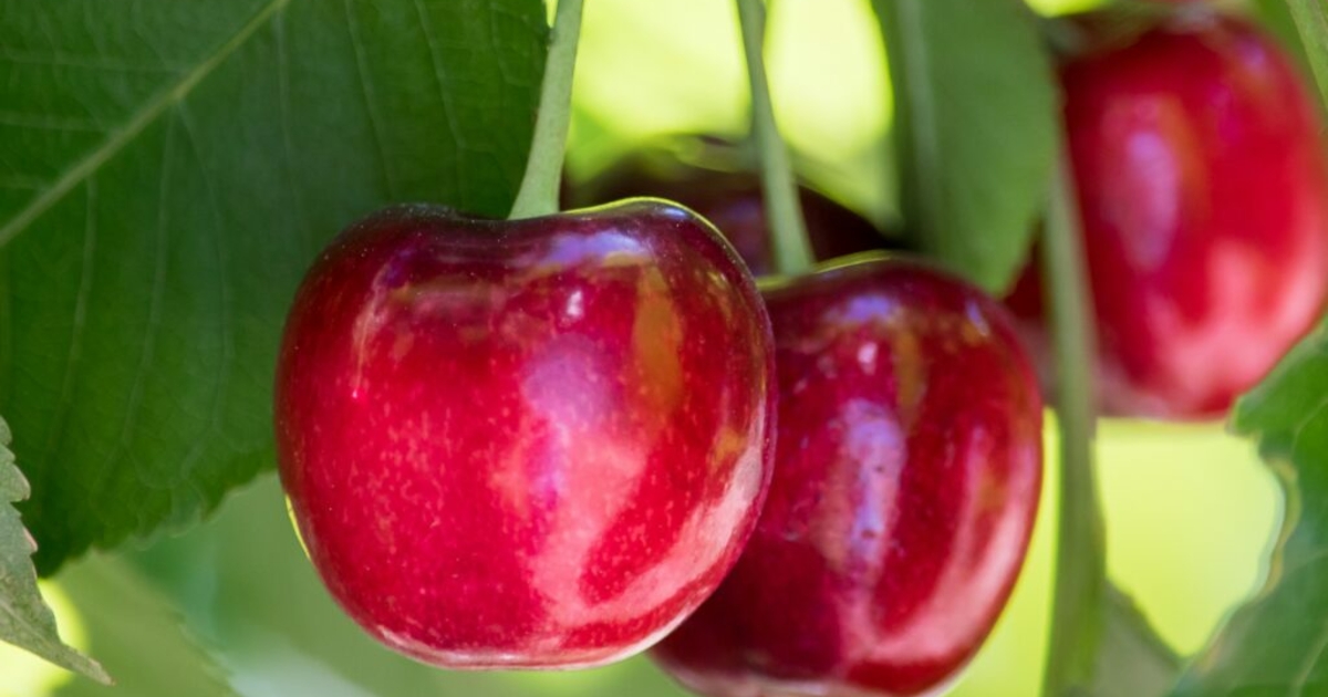 WA cherry growers will be able to tap emergency loans after last year’s ...