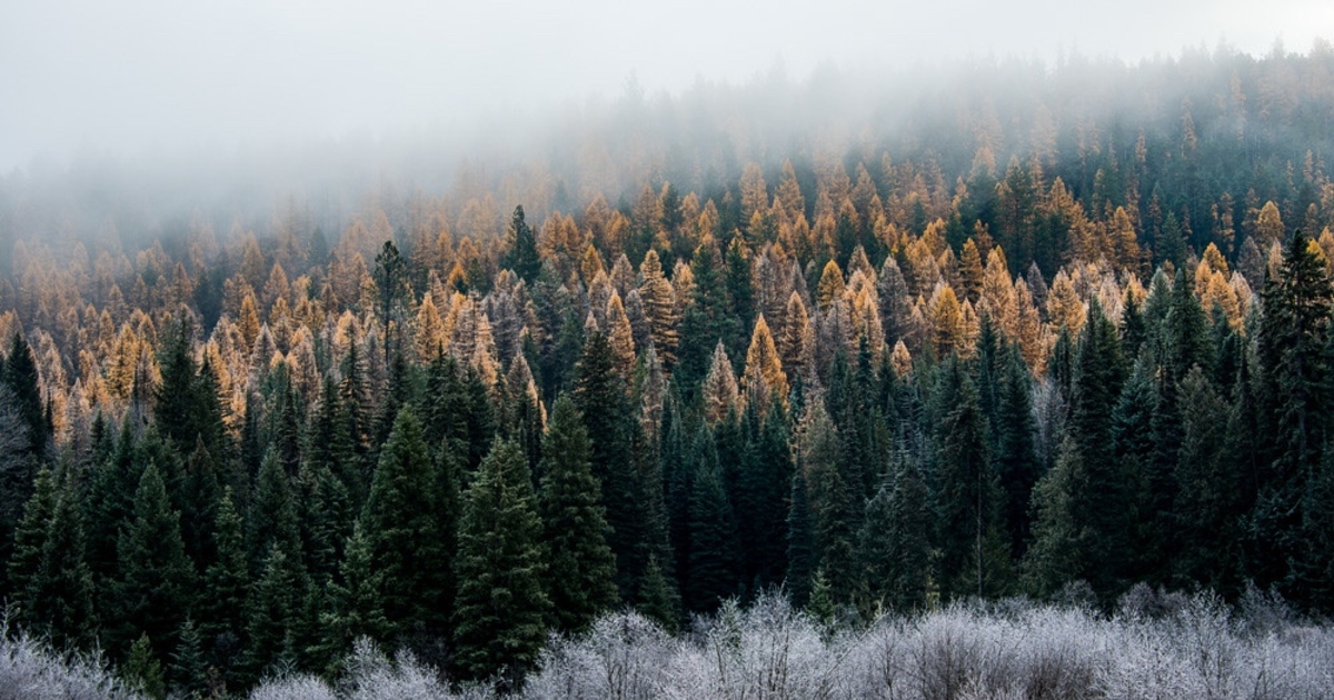 WA forest health survey finds 545,000 acres of stressed or dead trees ...