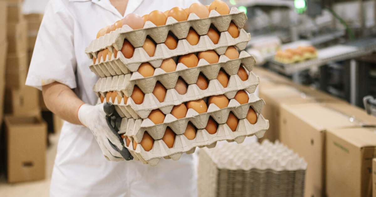 Audit finds cracks in Washington’s egg inspection program | News From ...