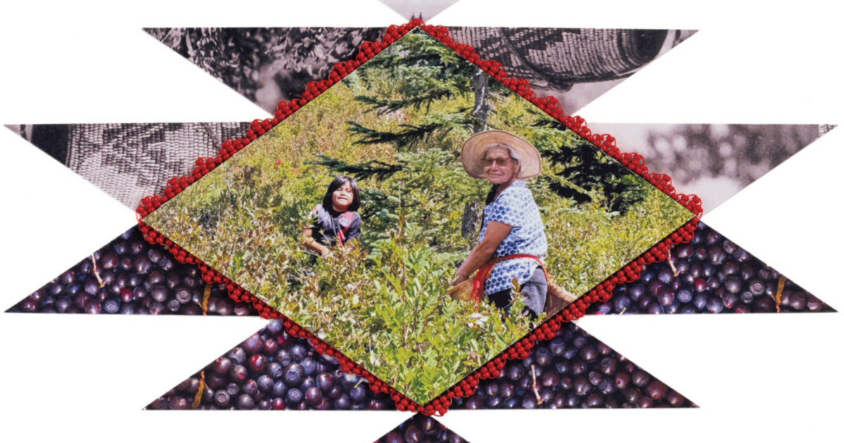 The true cost of the huckleberry industry | News From The States