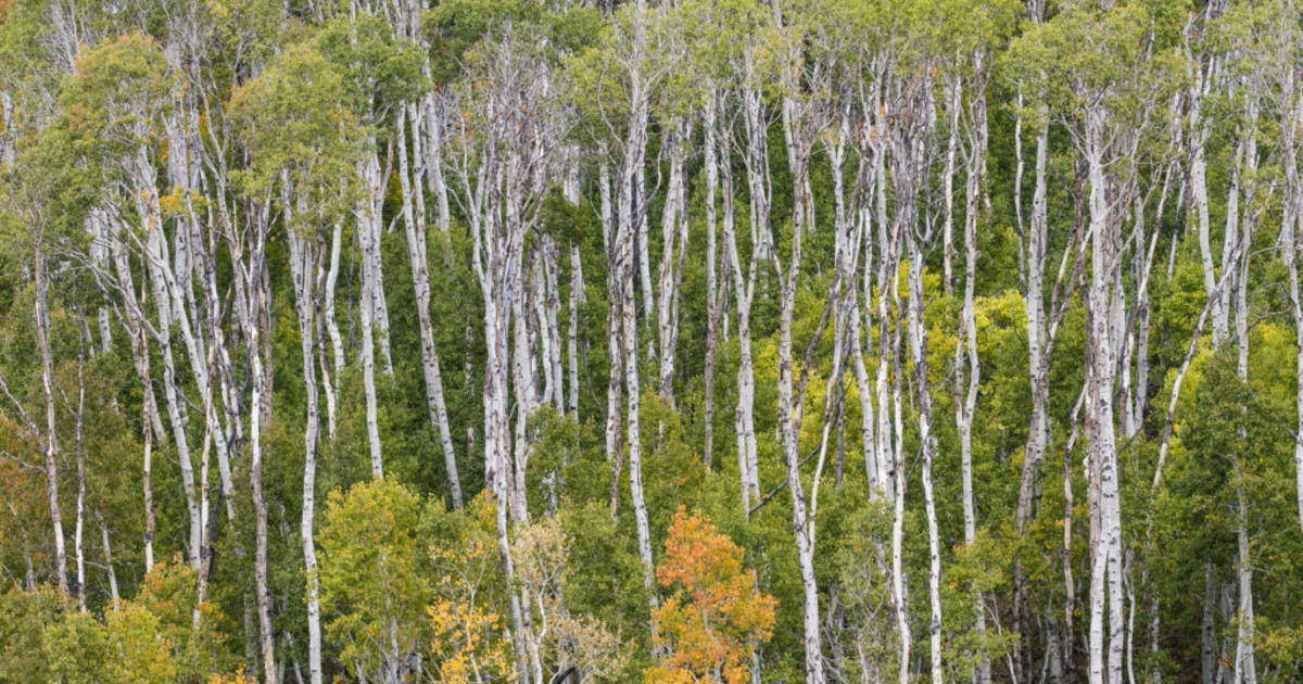 Alliance for the Wild Rockies halts Forest Service plan to log and burn ...