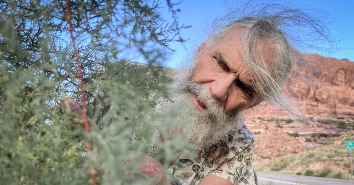 One Utah man’s quest to track the bugs fighting invasive trees on the ...