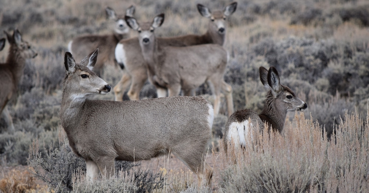The state halted proposed migration safeguards for Wyoming Range mule ...
