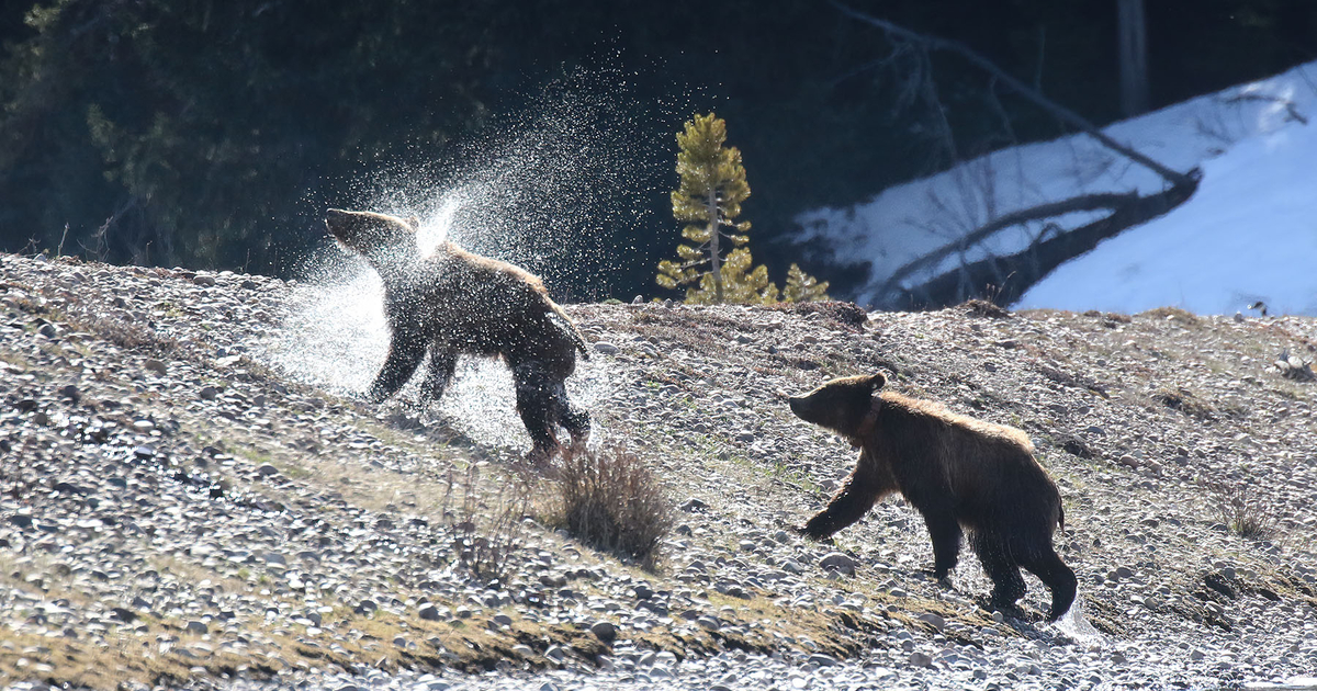 Trump and Musk’s DOGE ‘functionally destroying’ historic Yellowstone ...