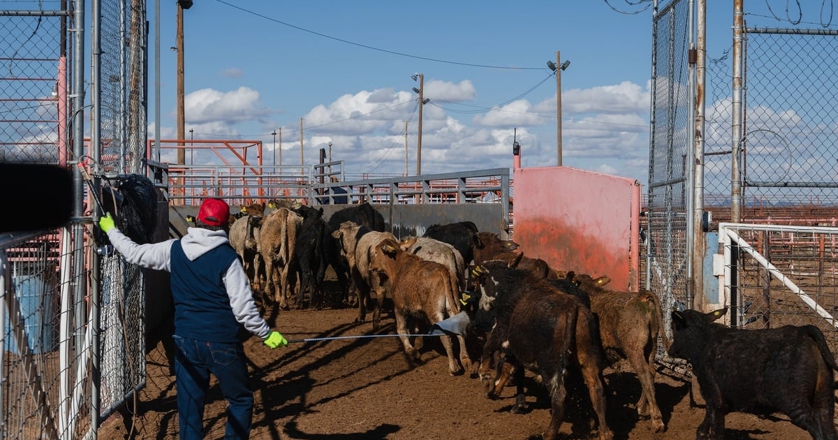 Texas braces for an imminent screwworm infestation, a threat to the ...