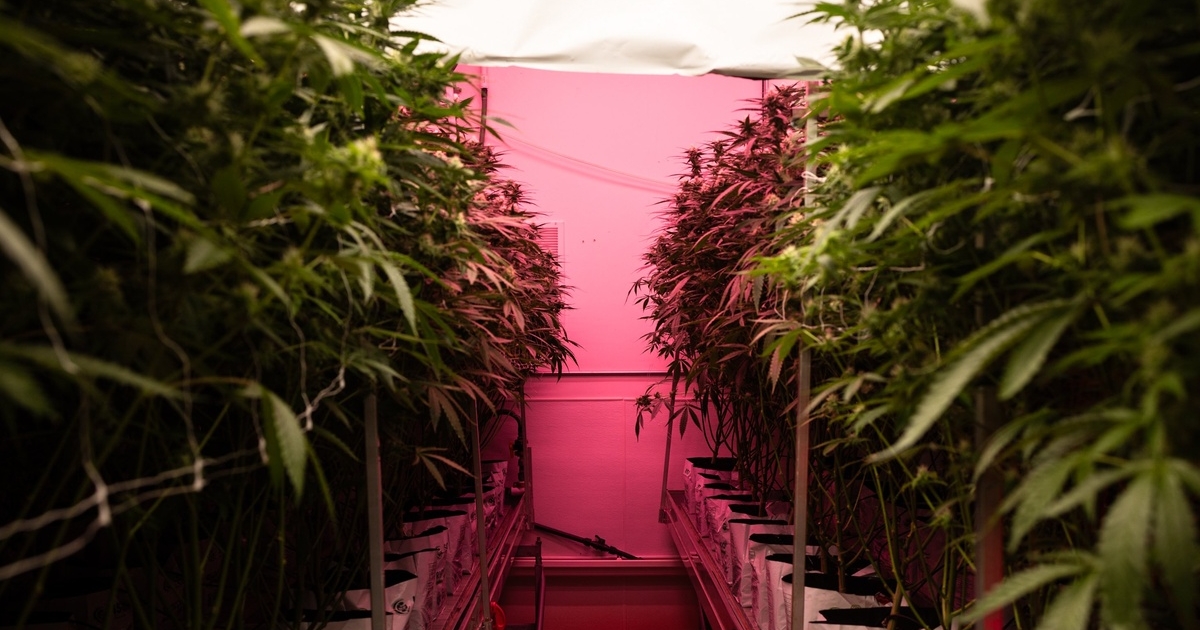 Delta-8 hemp and Texas medical marijuana industries to face off in the ...