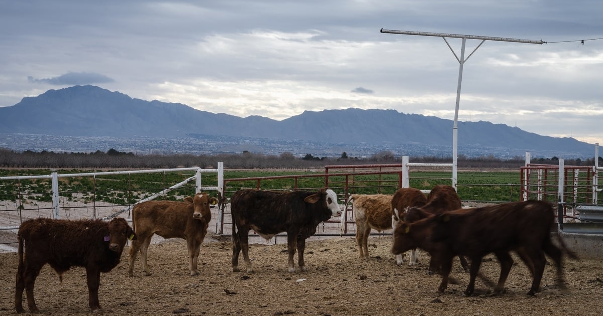 Mexican cattle banned from Texas due to screwworm threat | News From ...