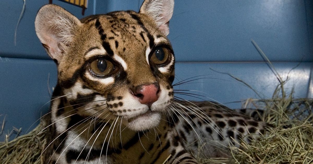 Is the ocelot, the endangered South Texas wildcat, making a comeback ...