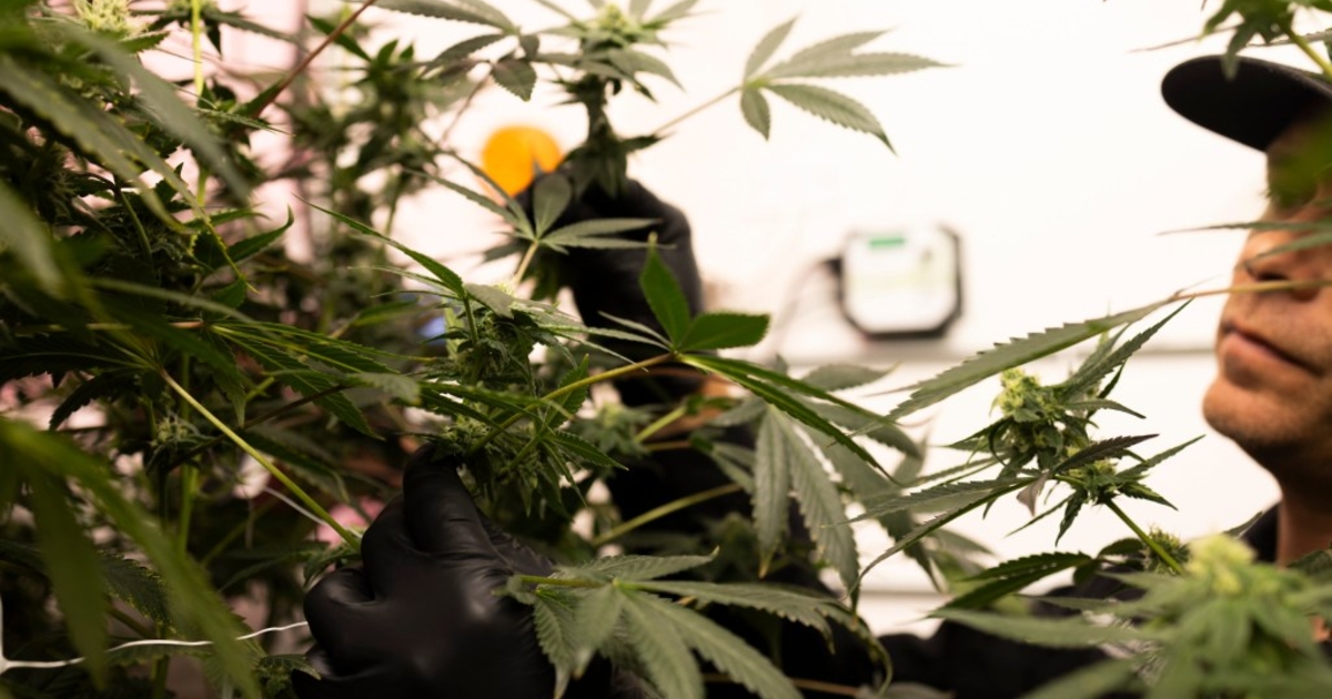 A blossoming Texas medical marijuana industry adds new businesses ...