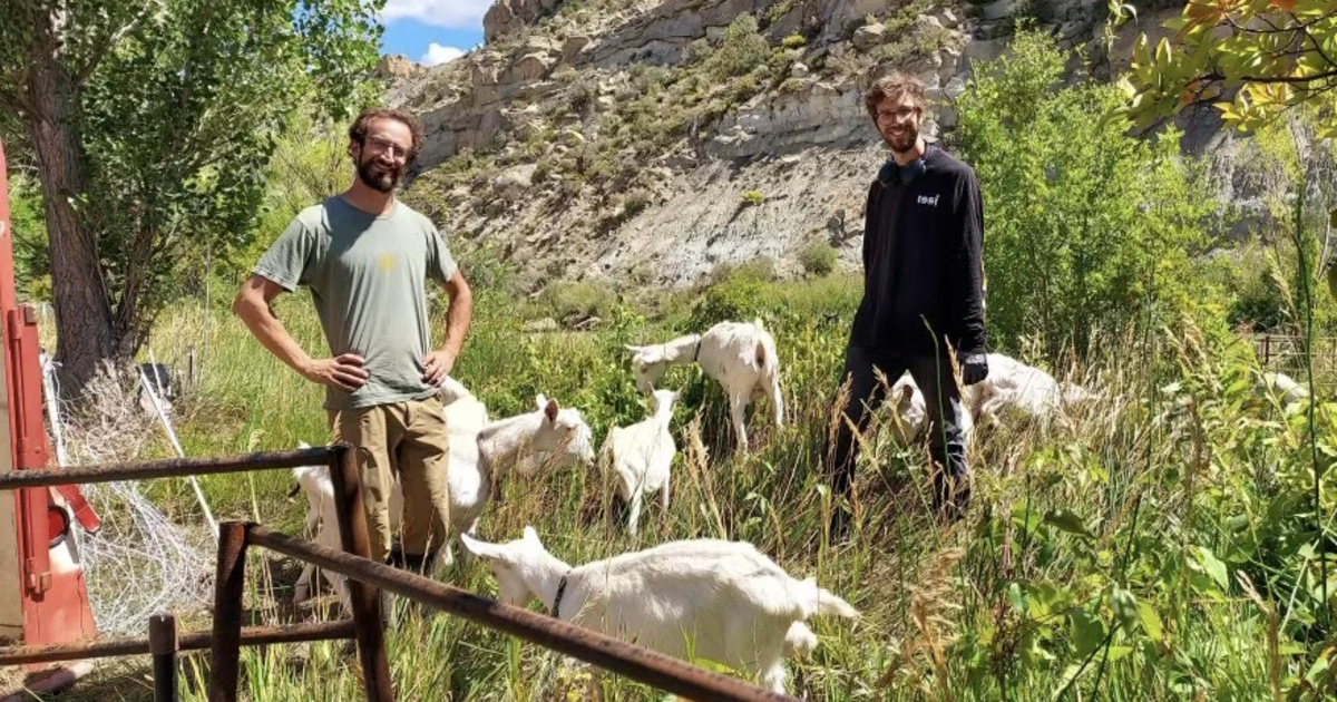 Goats can be a flammable forest’s best friend | News From The States