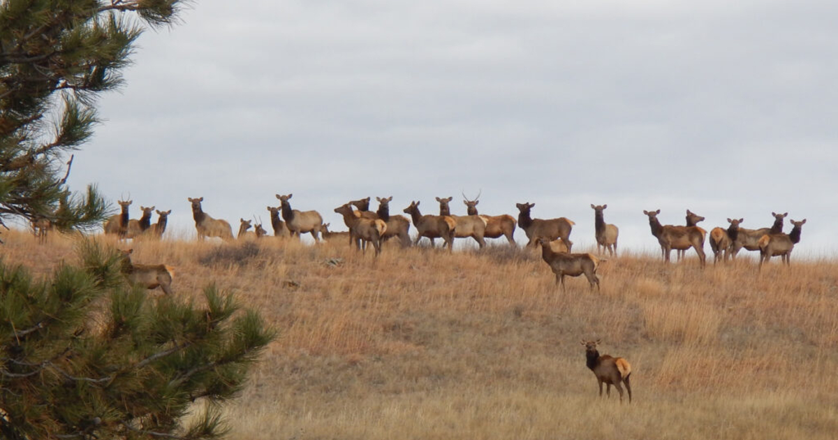 Elk wander to eastern South Dakota, and the state responds with ...