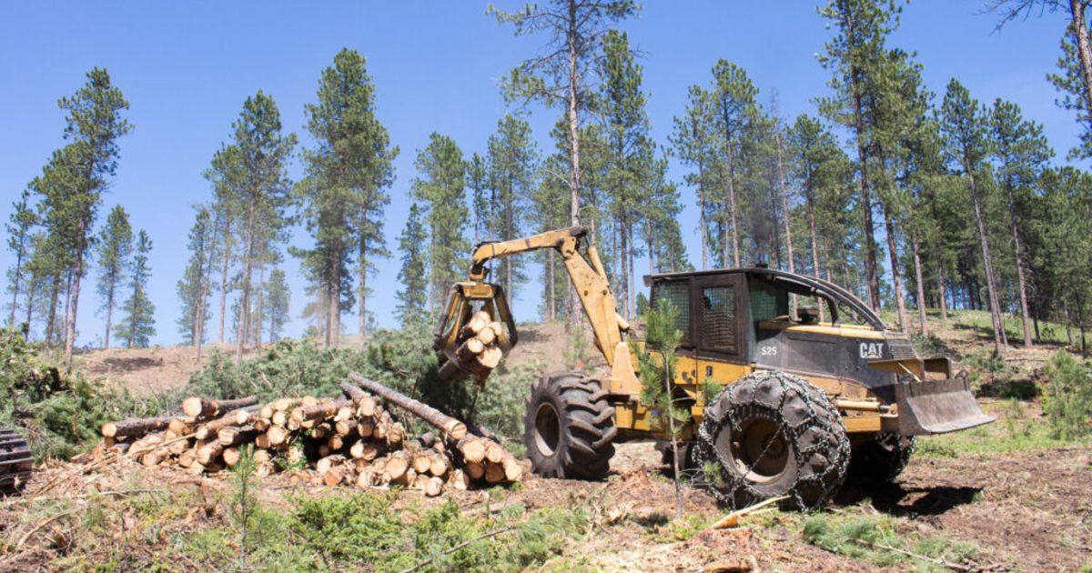 Changed forest and market factors share blame for sawmill troubles ...