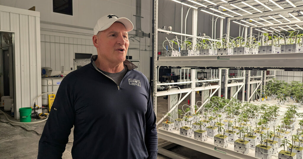 Ex-trooper, now a cannabis grower, wants answers on fake weed inaction ...
