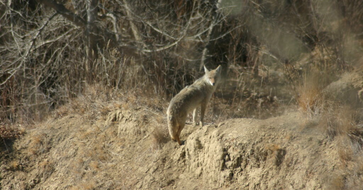 The coyote coach | News From The States