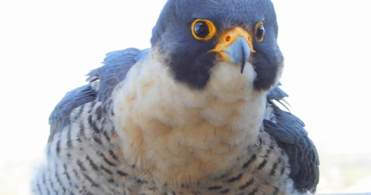 The remains of a familiar Capitol peregrine falcon found in Lincoln ...