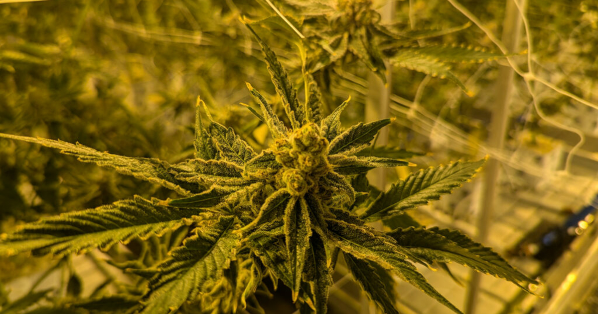 Nebraska AG Hilgers joins opposition to reclassifying weed as less ...