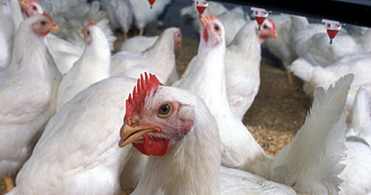Oklahoma AG’s expert witnesses push chicken waste ban amid federal ...