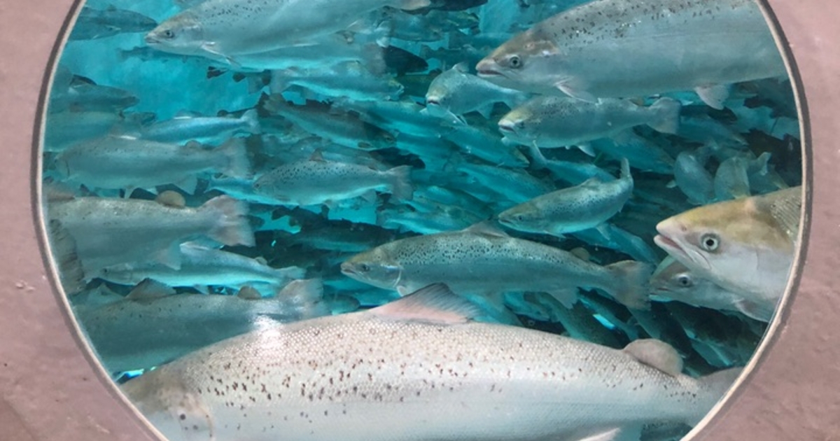 Wisconsin company revives Indiana fish farm previously used for ...