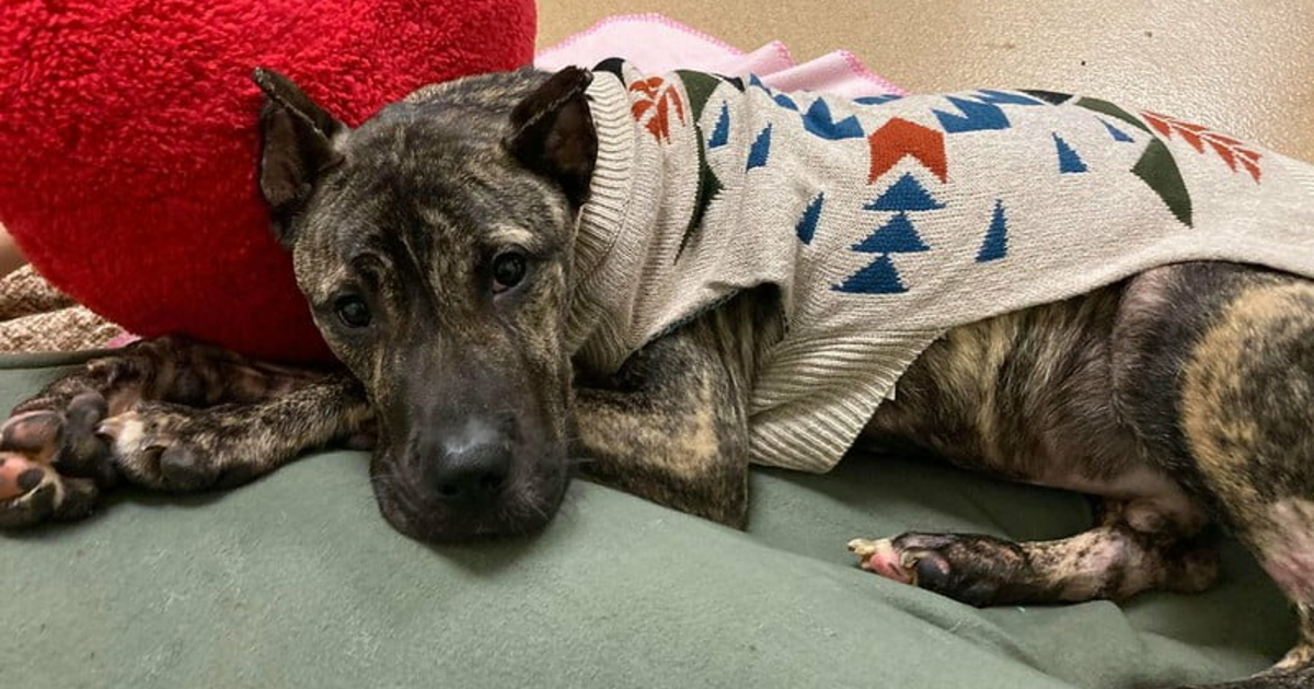 Celebrity rescue Ethan supports bill to make animal torture a felony in ...