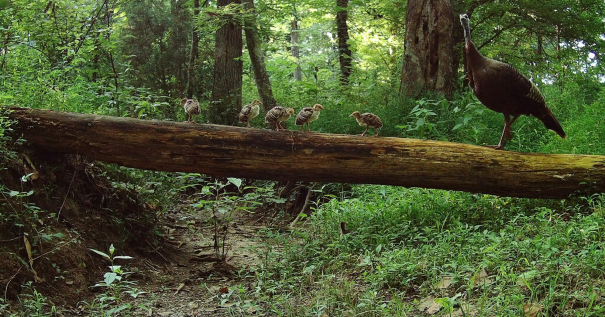 Help biologists monitor, conserve Kentucky’s wild turkey population by ...