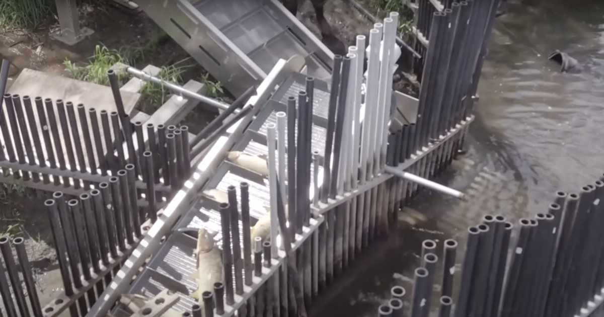 Could electric ‘fish fence’ block carp invasion in Salt River basin? KY ...