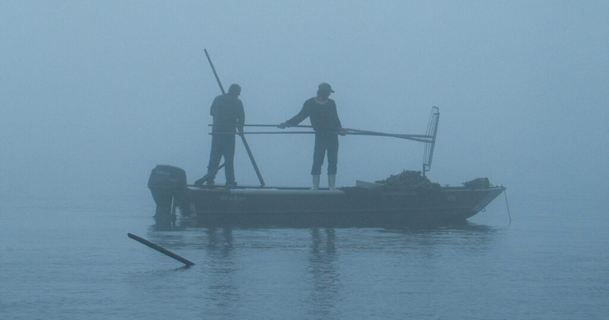 In Mobile Bay, the oysters’ tale of woe | News From The States