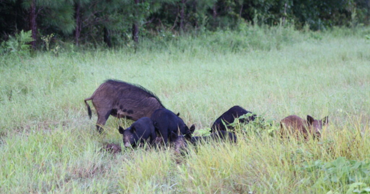 $1M put in SC budget to kill feral hogs that destroy crops and property ...