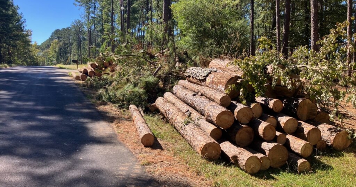 Helene did nearly $200 million in damage to SC forests, report says ...